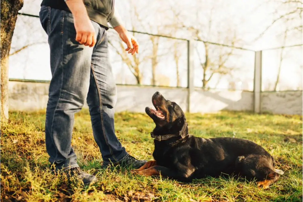 Can You Train Your Own Service Dog Therapy Pets Unlimited can-you-train-your-own-service-dog-therapy-pets-unlimited